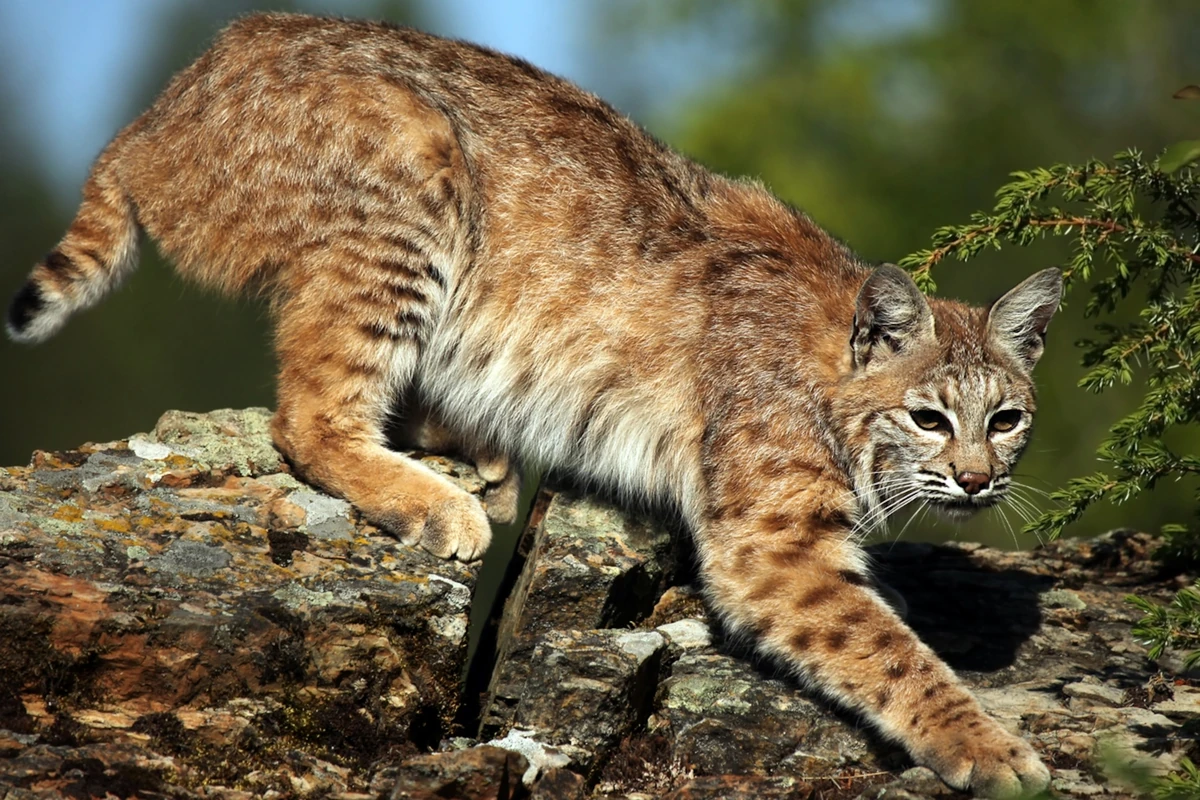 Bobcat | FictionRulezForever Wiki | Fandom