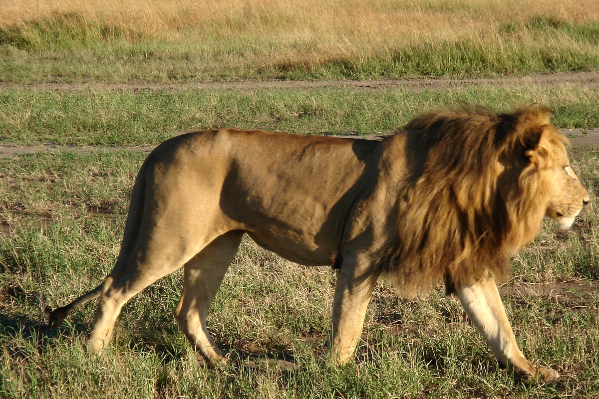 Diary of a Lion King (NatureRules1 Version) | FictionRulezForever Wiki ...