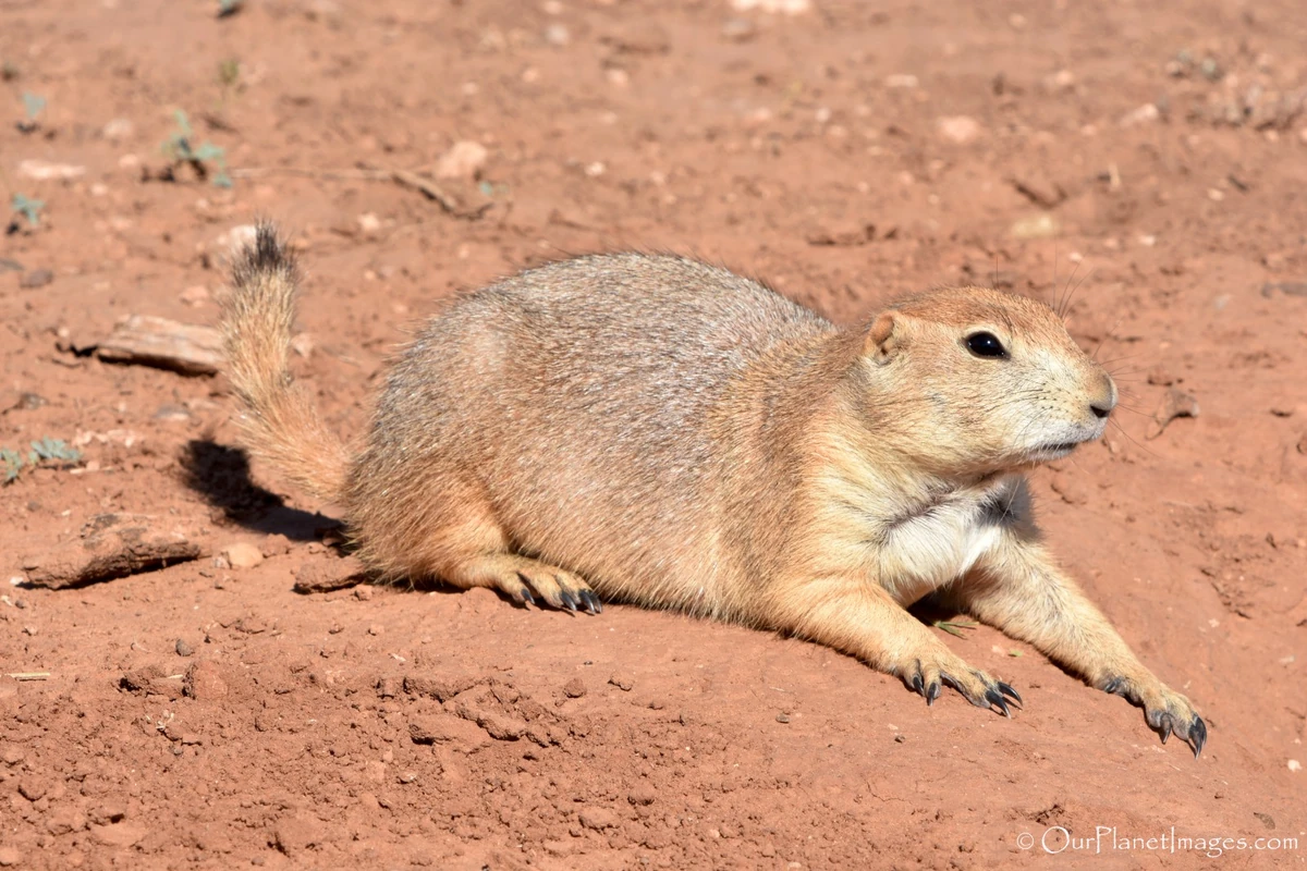Black-Tailed Prairie Dog | FictionRulezForever Wiki | Fandom