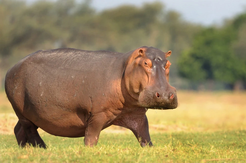 West African Hippopotamus | FictionRulezForever Wiki | Fandom
