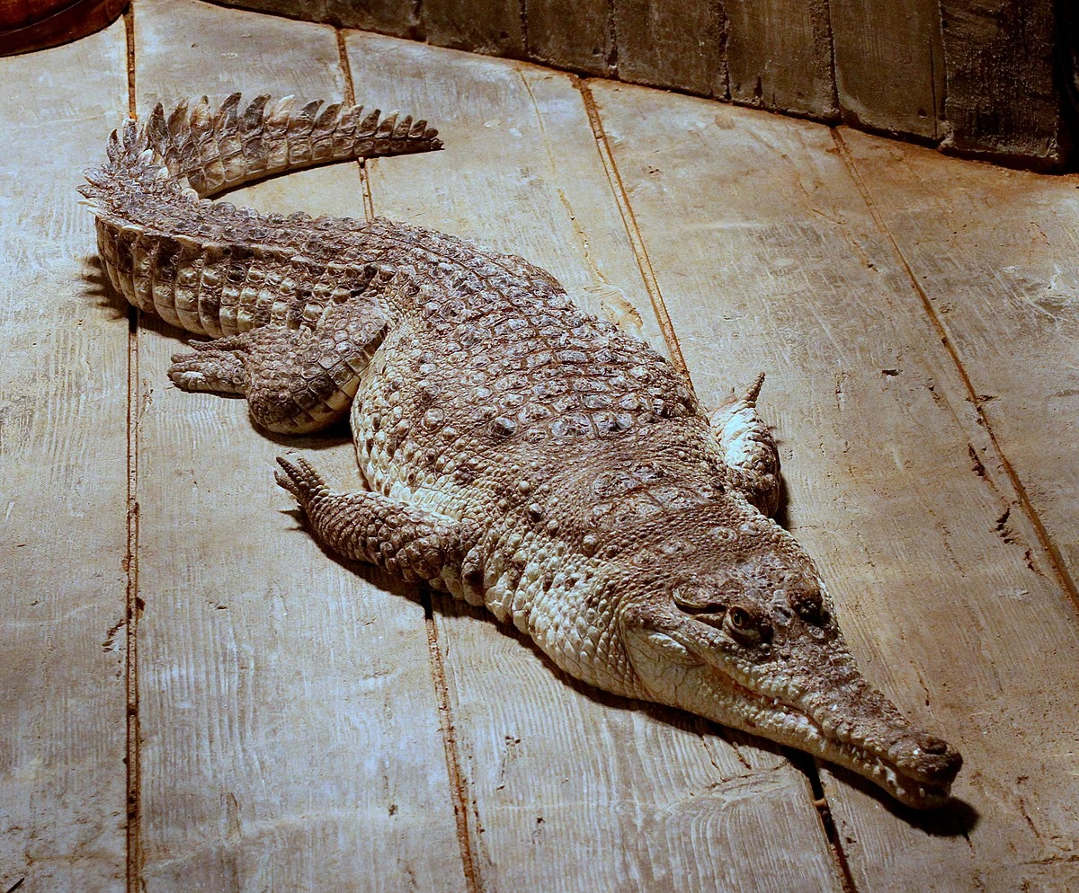 Orinoco Crocodile | FictionRulezForever Wiki | Fandom