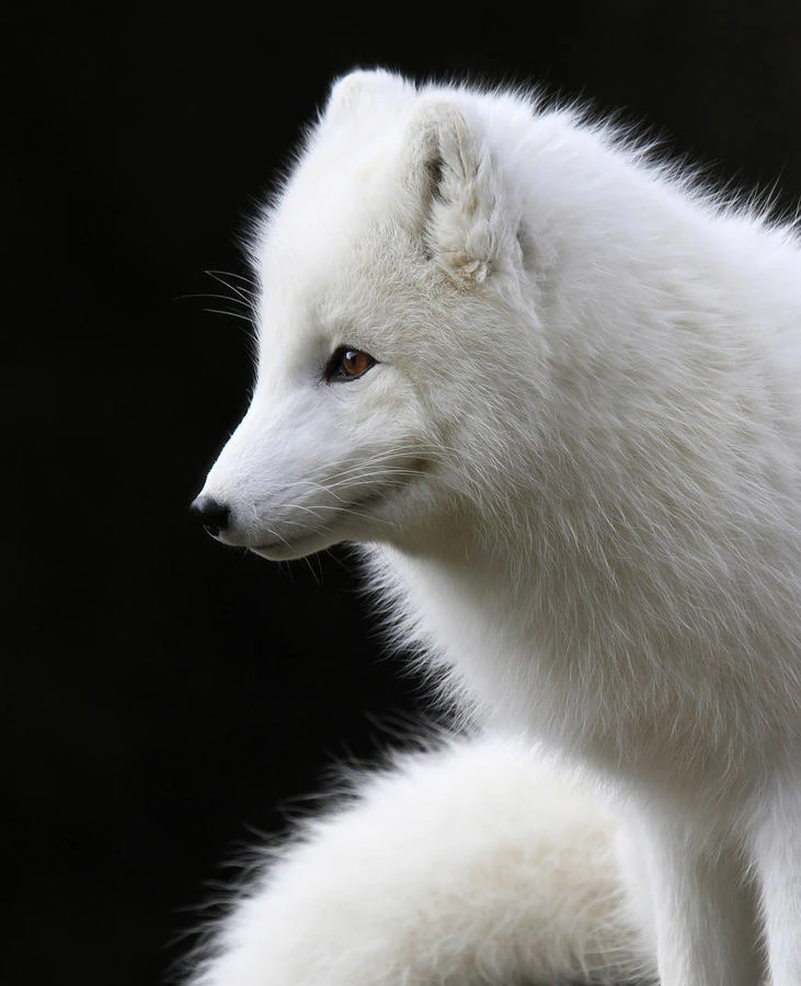 Arctic Fox | FictionRulezForever Wiki | Fandom