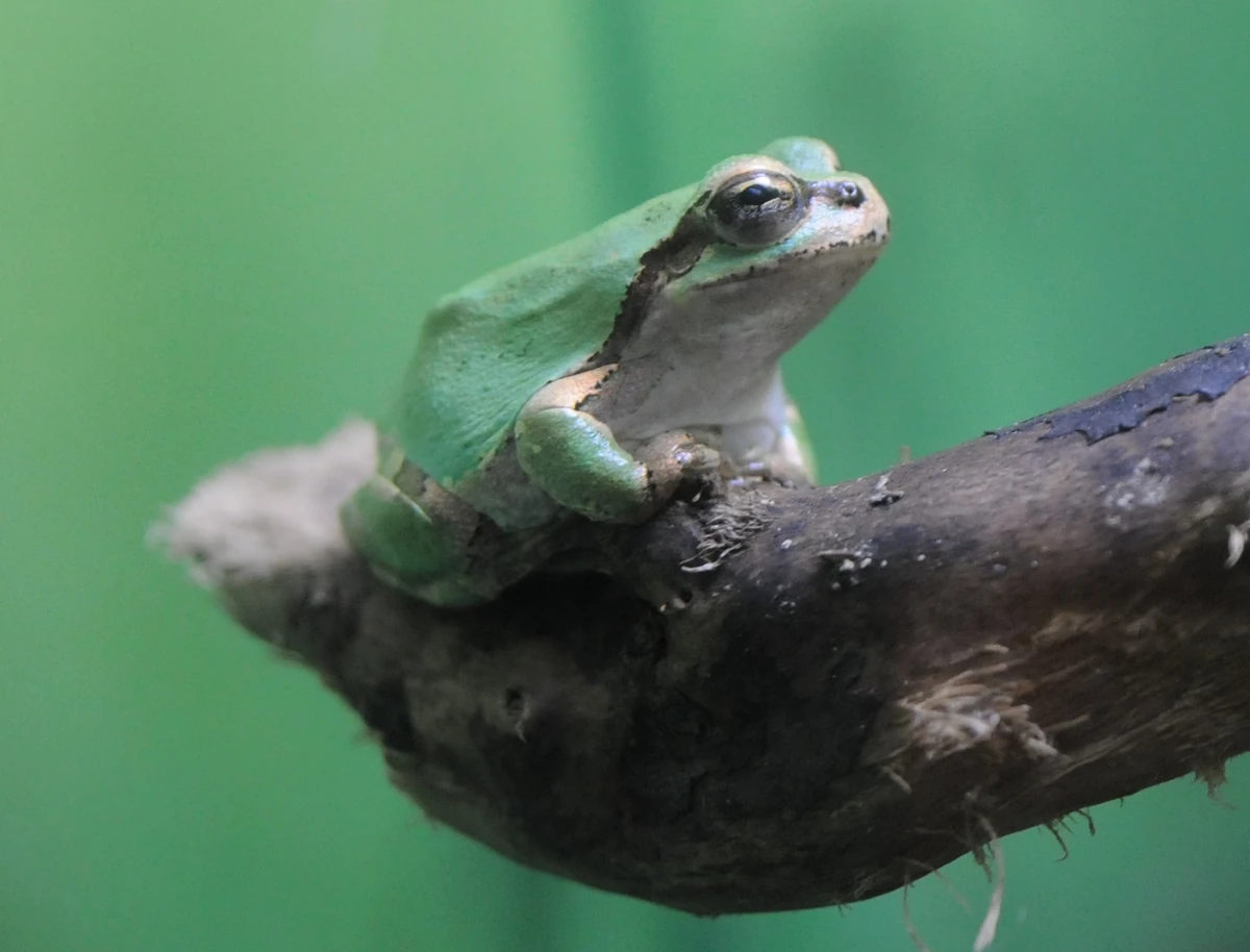 Japanese Tree Frog | FictionRulezForever Wiki | Fandom