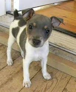 Rat Terrier | FictionRulezForever Wiki | Fandom