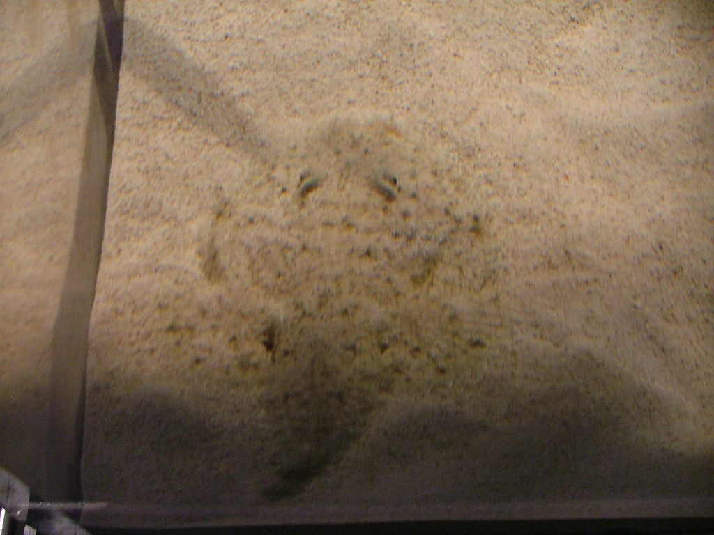 Yellow Goosefish | FictionRulezForever Wiki | Fandom