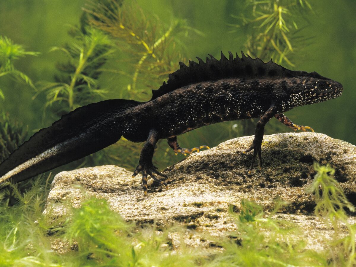 Great Crested Newt Fictionrulezforever Wiki Fandom