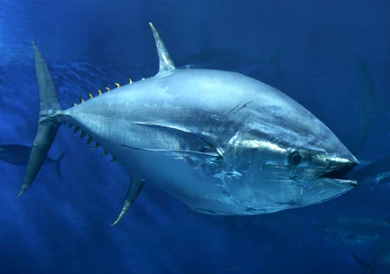Atlantic Bluefin Tuna | FictionRulezForever Wiki | Fandom