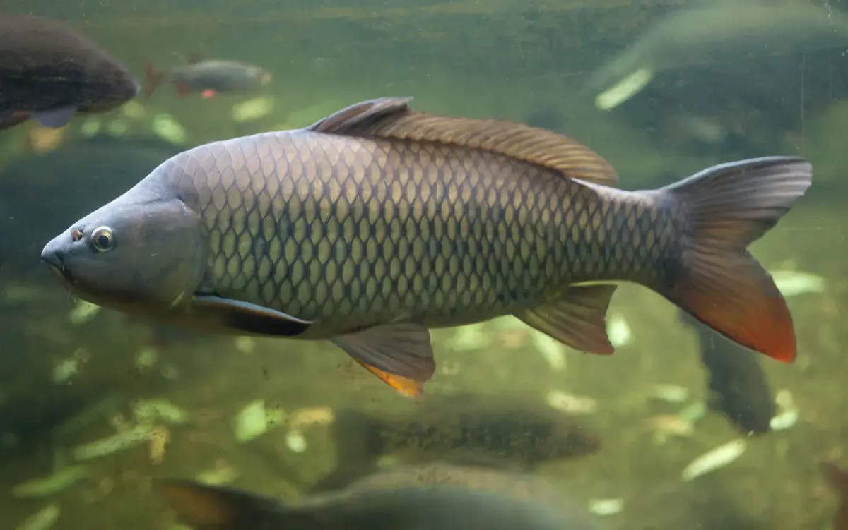 Common Carp | FictionRulezForever Wiki | Fandom