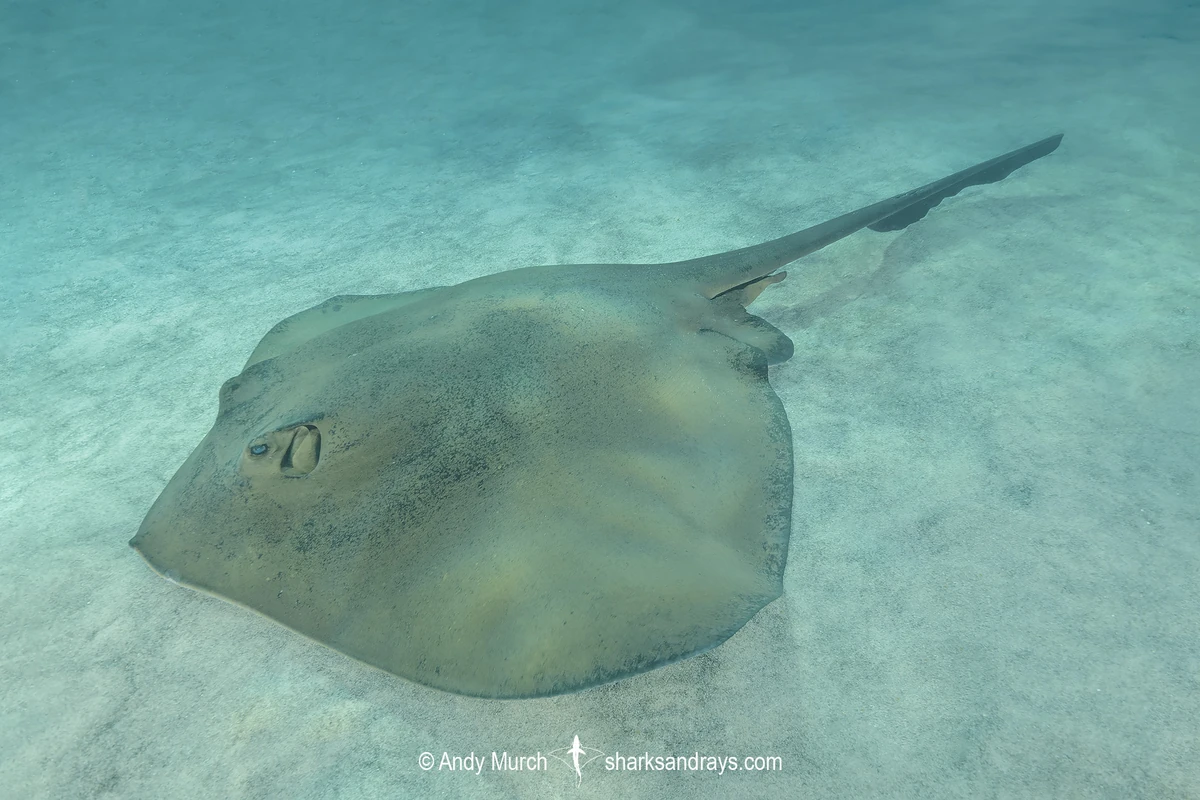Cowtail Stingray | FictionRulezForever Wiki | Fandom
