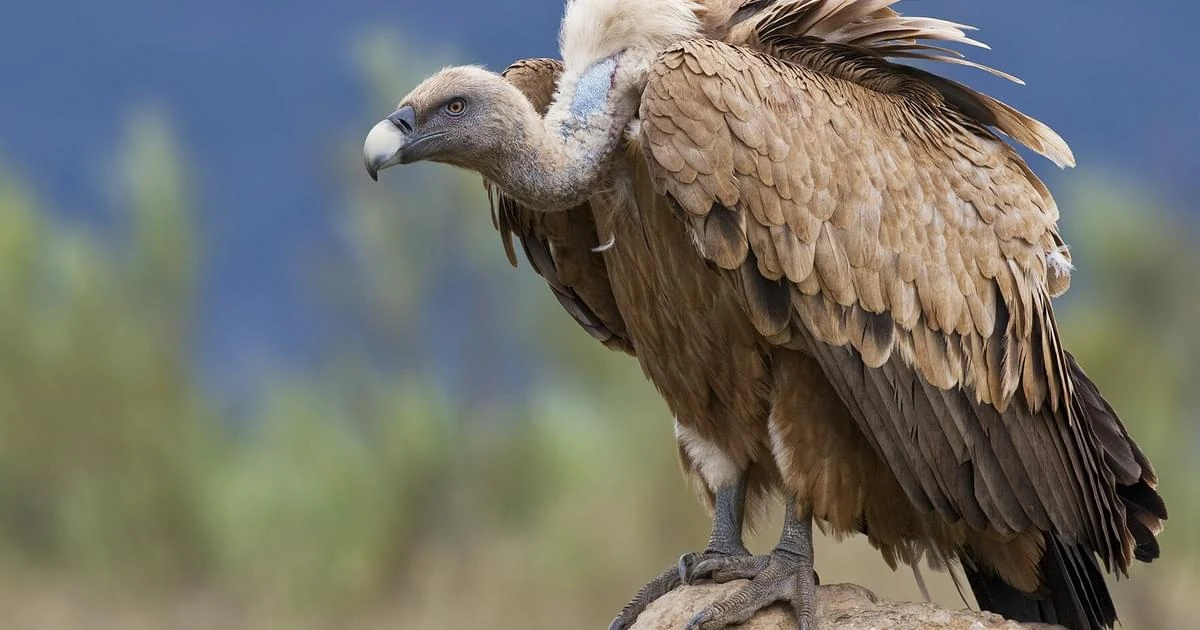 Griffon Vulture | FictionRulezForever Wiki | Fandom