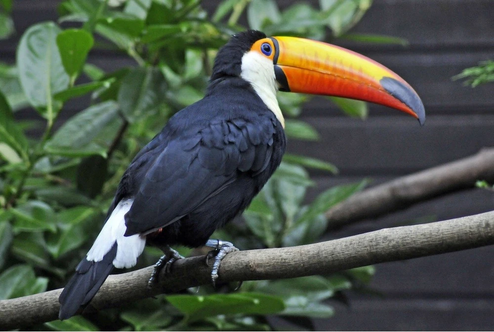 Toco Toucan | FictionRulezForever Wiki | Fandom