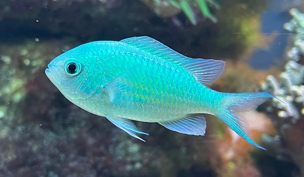 Green Chromis | FictionRulezForever Wiki | Fandom