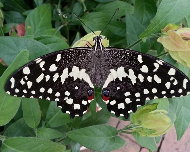 Citrus Swallowtail | FictionRulezForever Wiki | Fandom