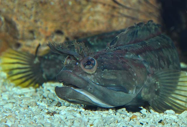 Onespot Fringehead | FictionRulezForever Wiki | Fandom