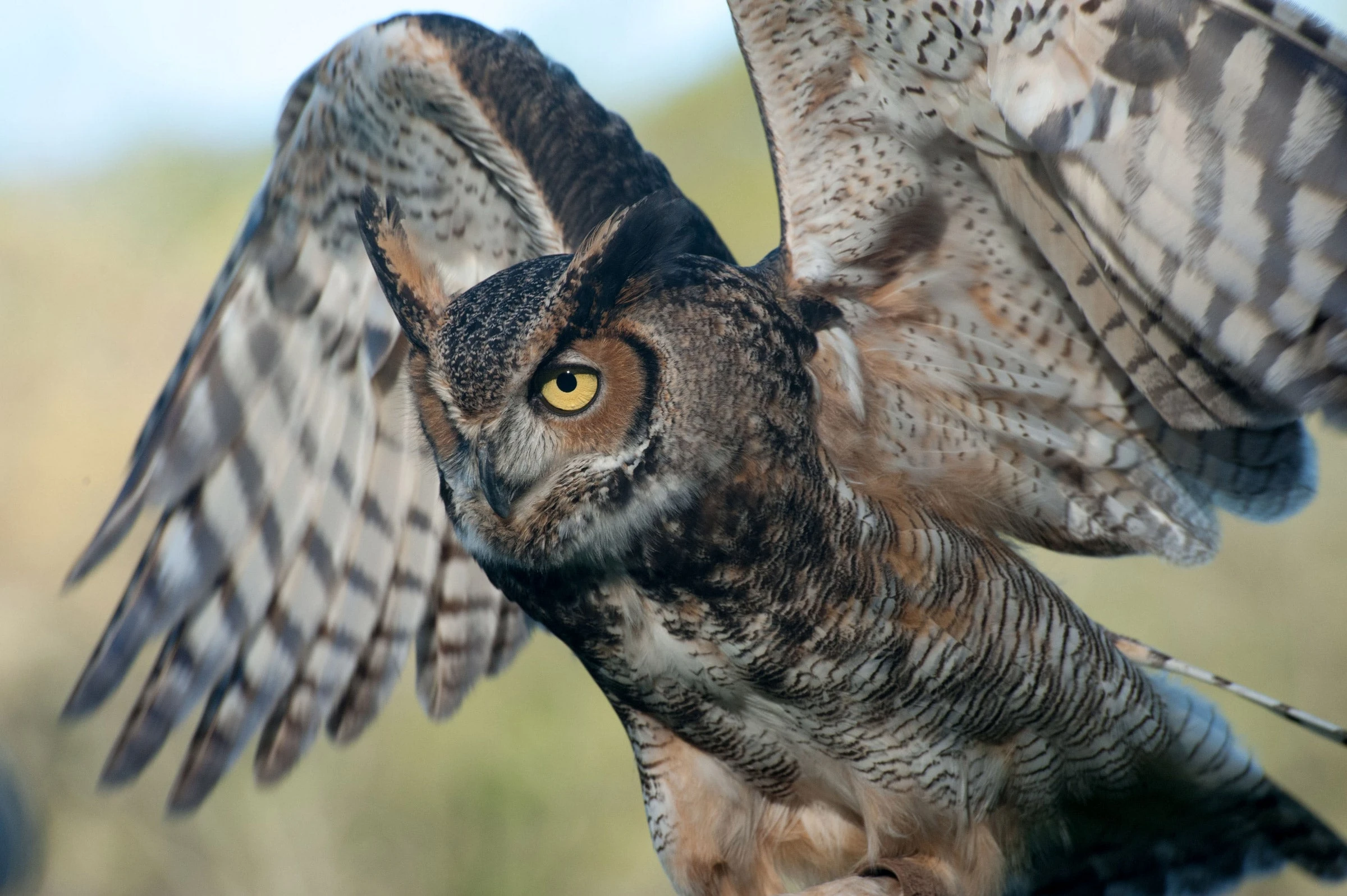how to draw a great horned owl flying