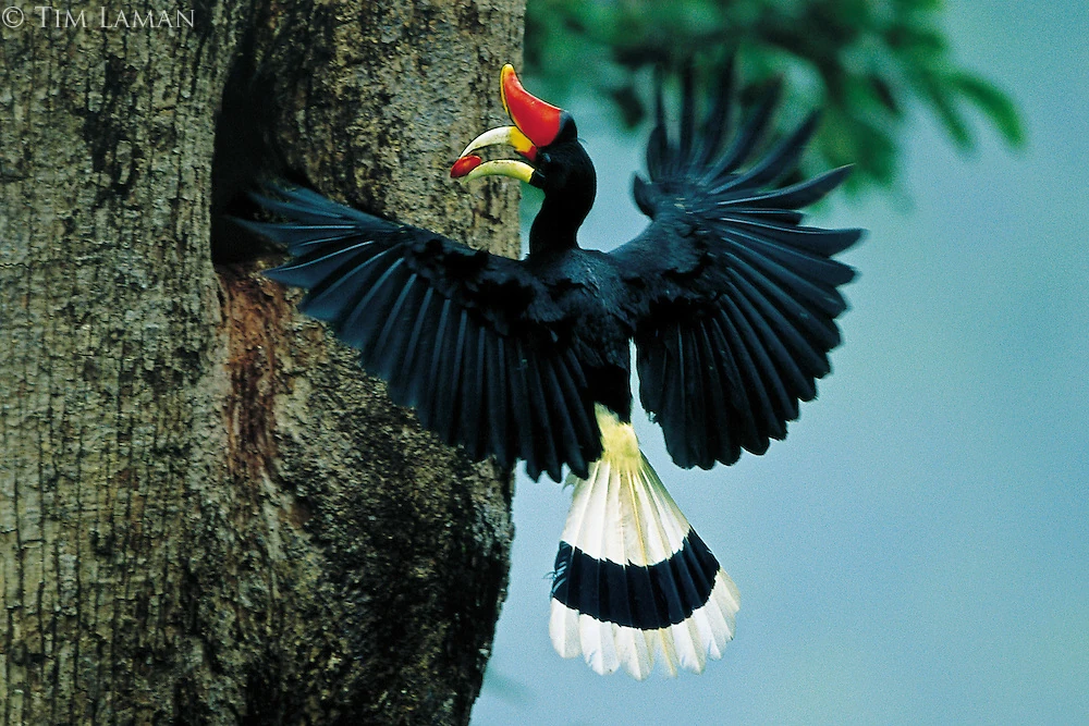 Rhinoceros Hornbill Flying