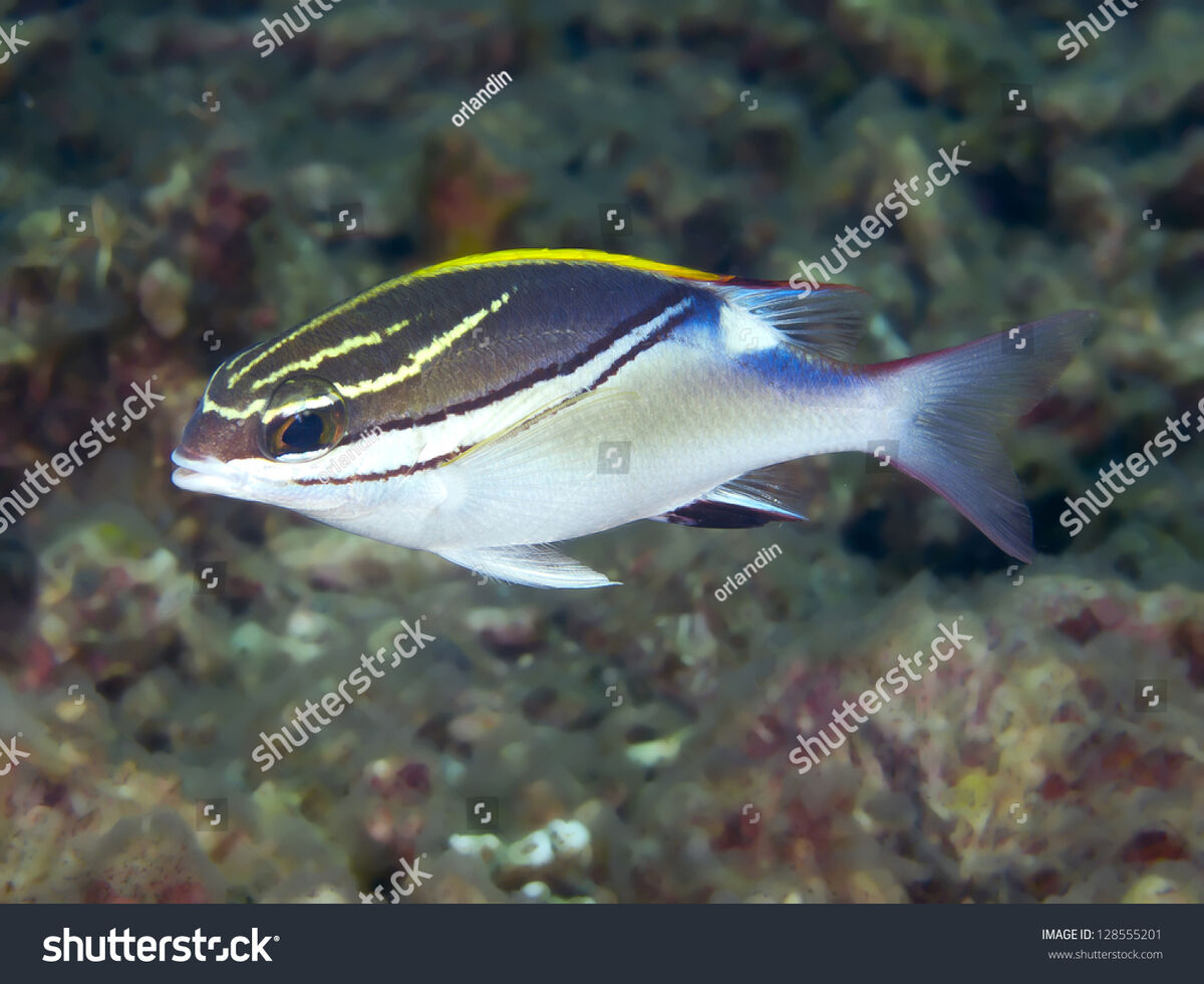 Two Lined Monocle Bream Fictionrulezforever Wiki Fandom