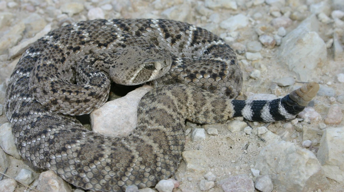 No Legs: Snakes Next Door | FictionRulezForever Wiki | Fandom