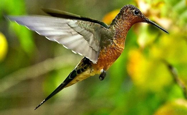 Giant Hummingbird | FictionRulezForever Wiki | Fandom
