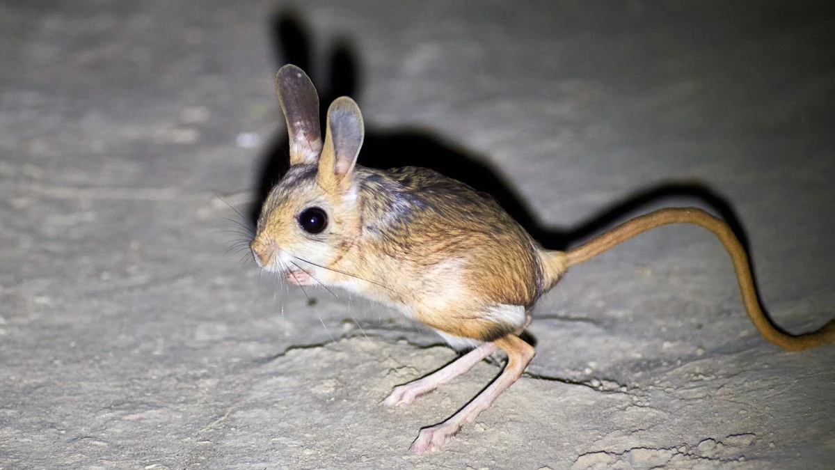 Four-Toed Jerboa | FictionRulezForever Wiki | Fandom