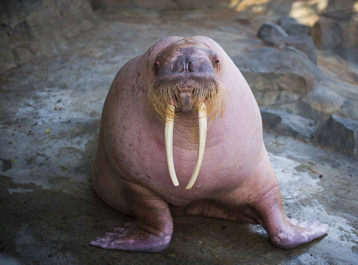 Pacific Walrus | FictionRulezForever Wiki | Fandom
