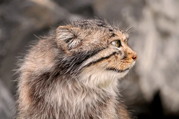 peter pallas cat
