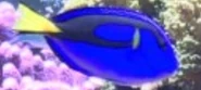 Regal Tang/Gallery | FictionRulezForever Wiki | Fandom