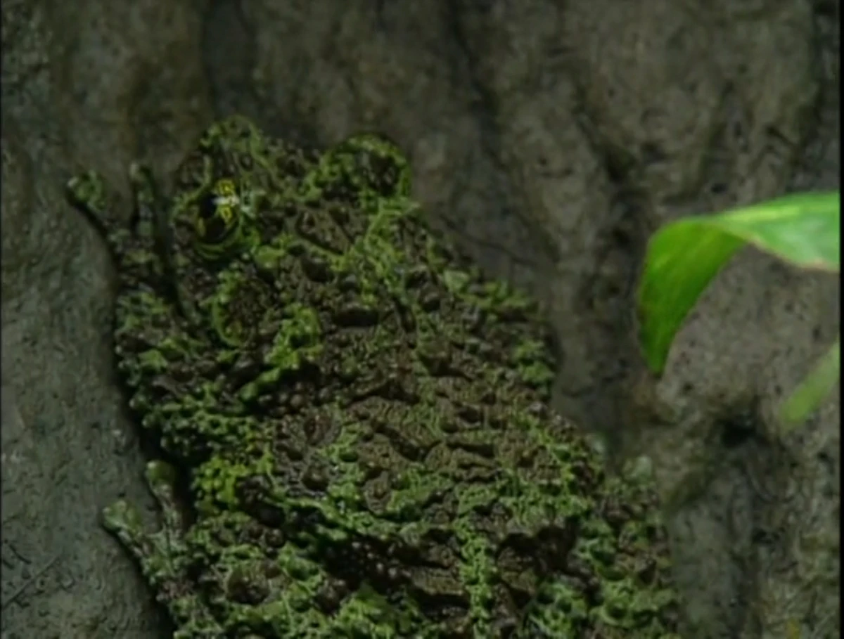 Vietnamese Mossy Frog | FictionRulezForever Wiki | Fandom