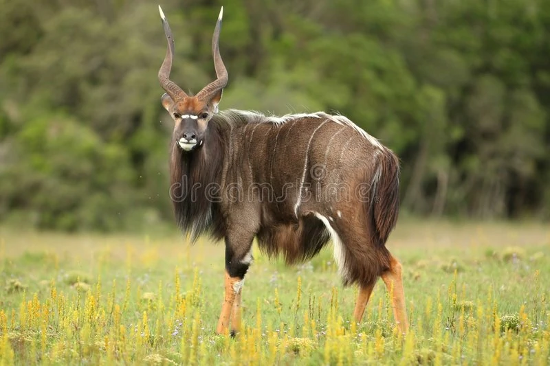Lowland Nyala | FictionRulezForever Wiki | Fandom
