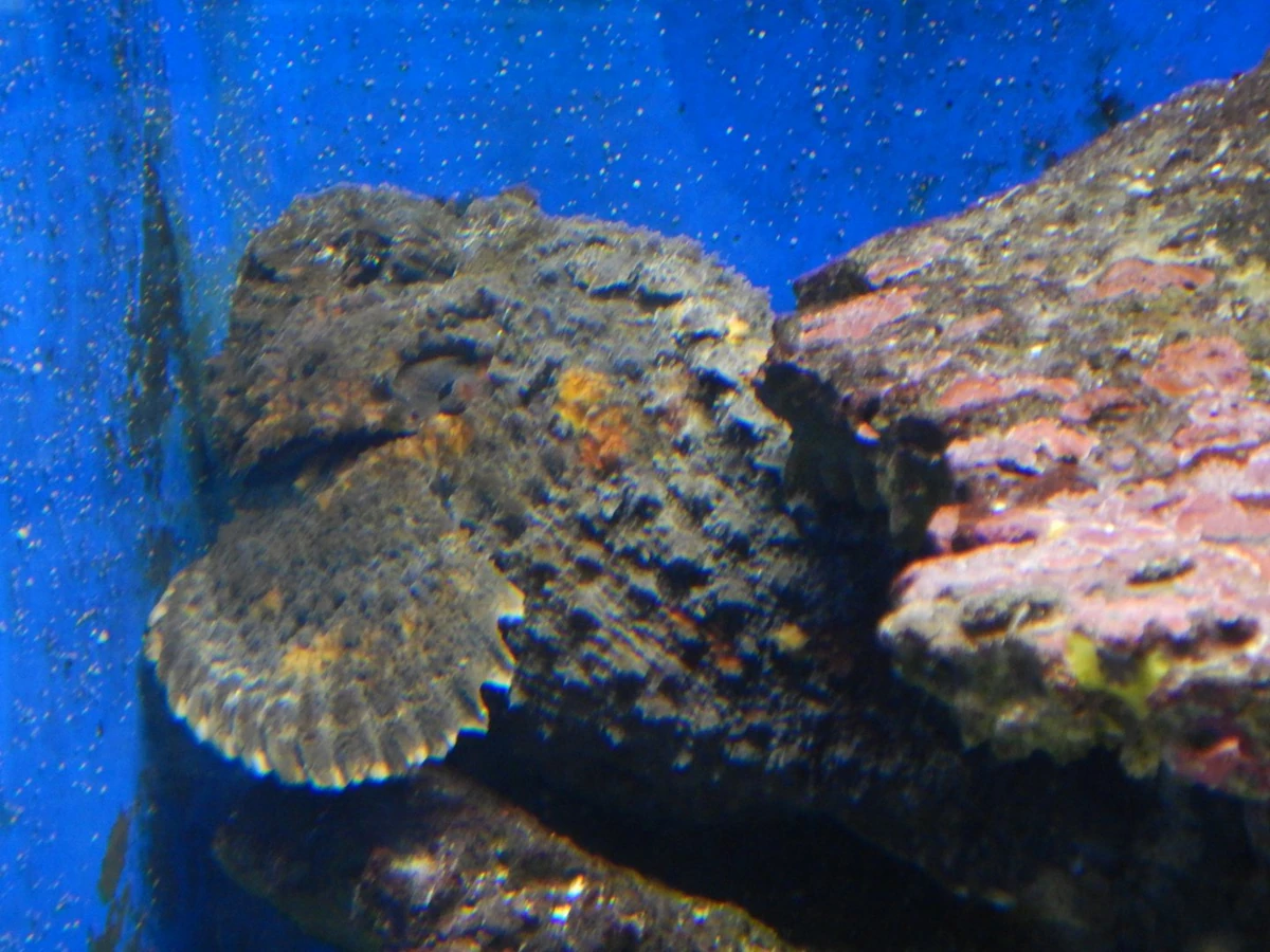 Reef Stonefish | FictionRulezForever Wiki | Fandom