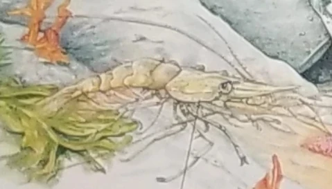 Common Prawn | FictionRulezForever Wiki | Fandom