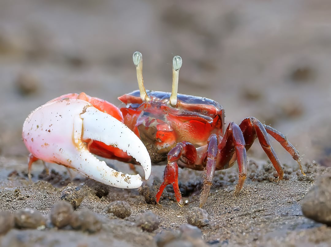 Fiddler Crab Fictionrulezforever Wiki Fandom