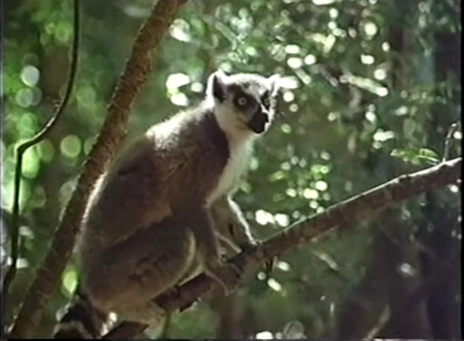 Zoboomafoo (NatureRules1 and GavenLovesAnimals Style ...