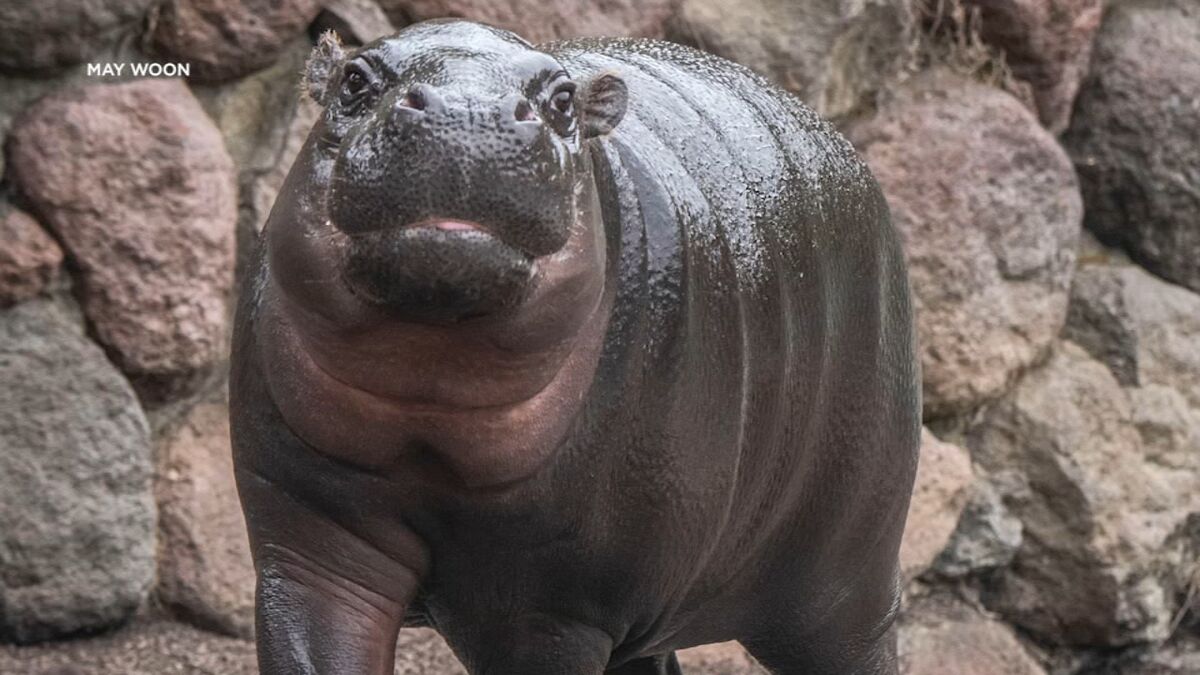 Pygmy Hippopotamus Fictionrulezforever Wiki Fandom