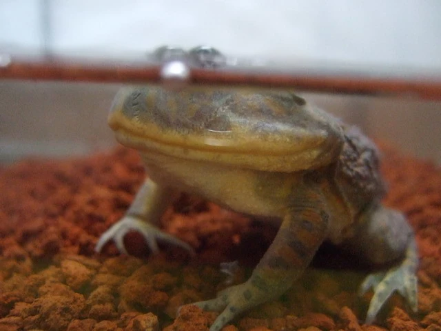 Budgett's Frog | FictionRulezForever Wiki | Fandom