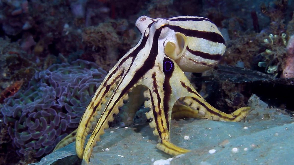 Poison Ocellate Octopus | FictionRulezForever Wiki | Fandom