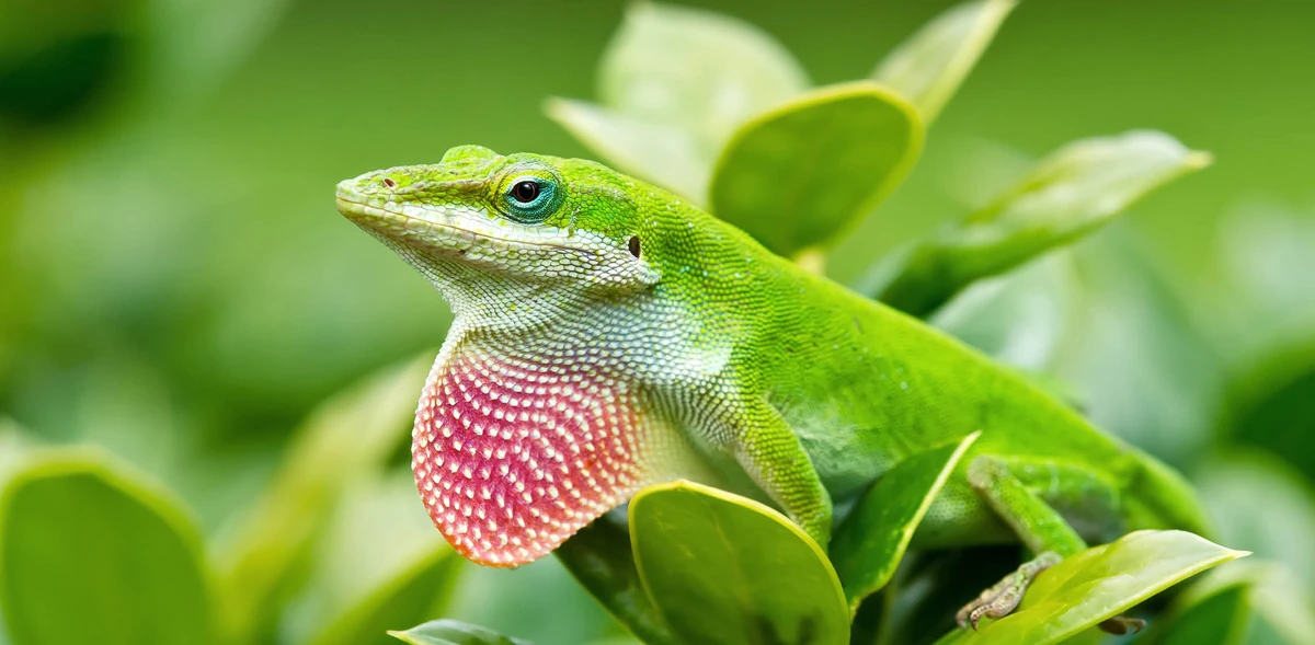 Green Anole | FictionRulezForever Wiki | Fandom