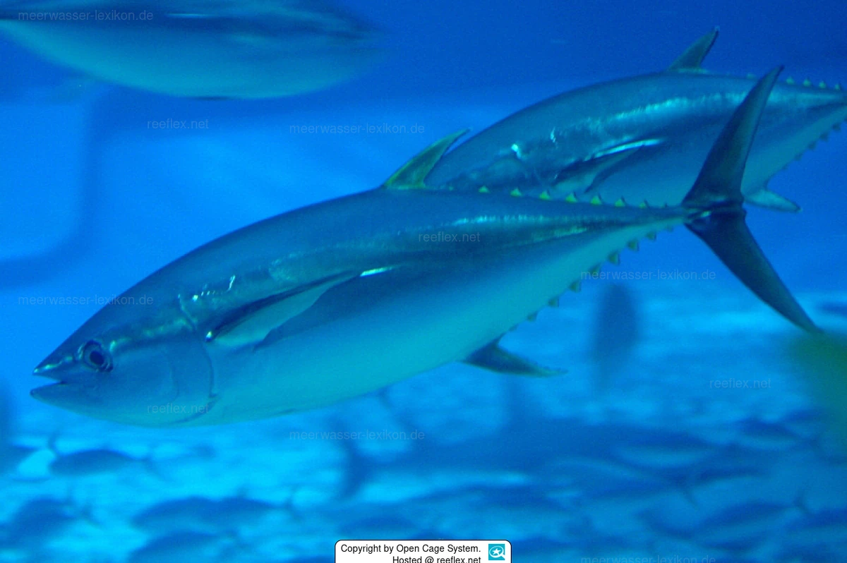 Yellowfin Tuna | FictionRulezForever Wiki | Fandom