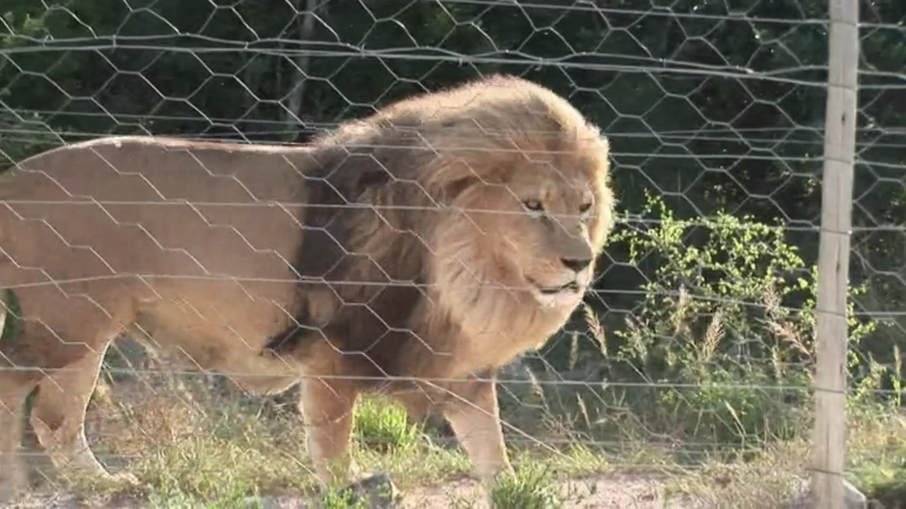 African Lion: Stanley Griff | FictionRulezForever Wiki | Fandom