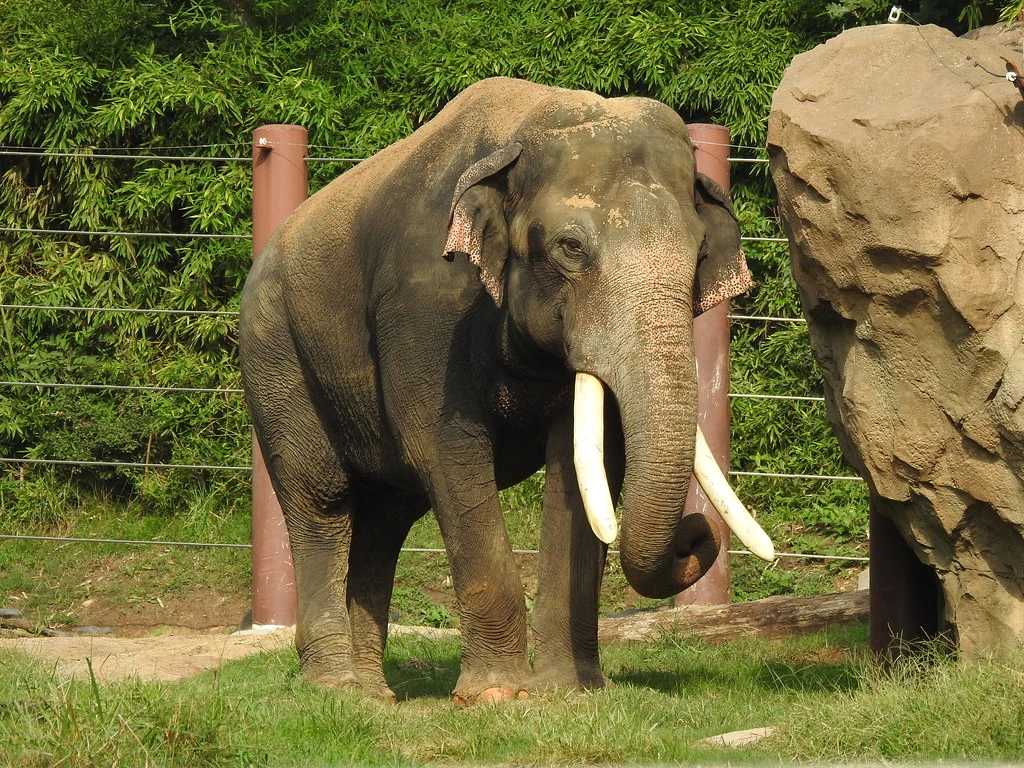 List of Species in Smithsonian's National Zoo | FictionRulezForever ...