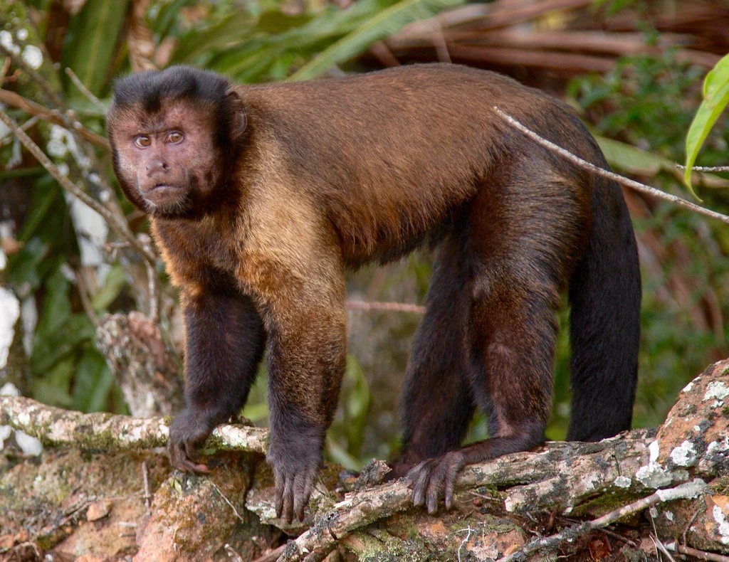 Tufted Capuchin | FictionRulezForever Wiki | Fandom