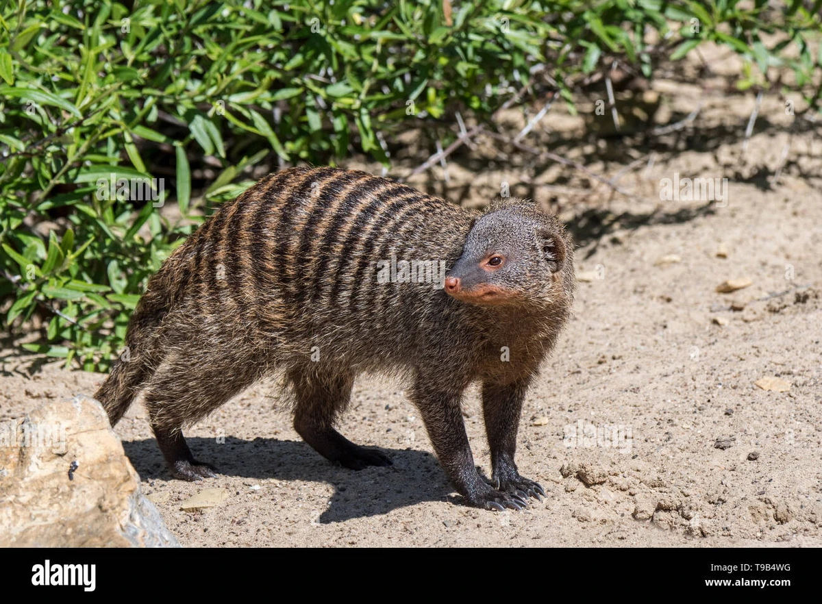 Banded Mongoose | FictionRulezForever Wiki | Fandom