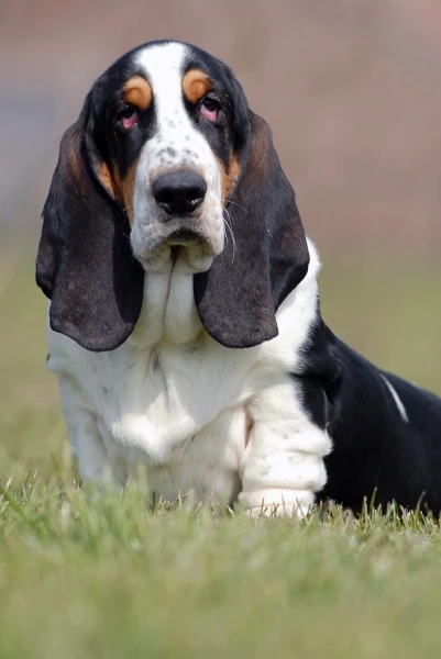 Basset Hound | FictionRulezForever Wiki | Fandom