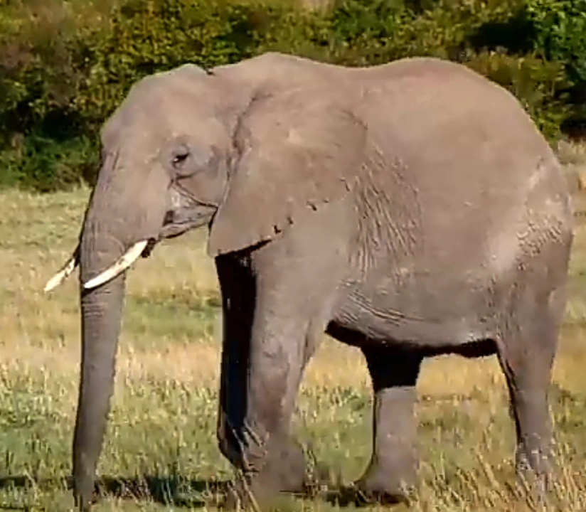 Joy and the Last Lioness | FictionRulezForever Wiki | Fandom