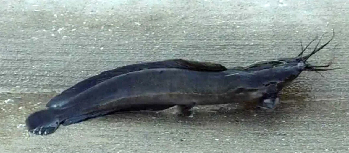 Walking Catfish | FictionRulezForever Wiki | Fandom