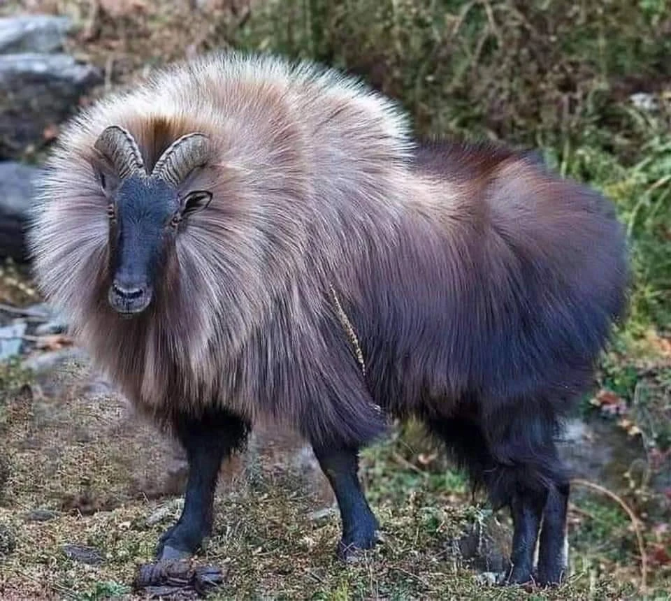 Himalayan Tahr | FictionRulezForever Wiki | Fandom