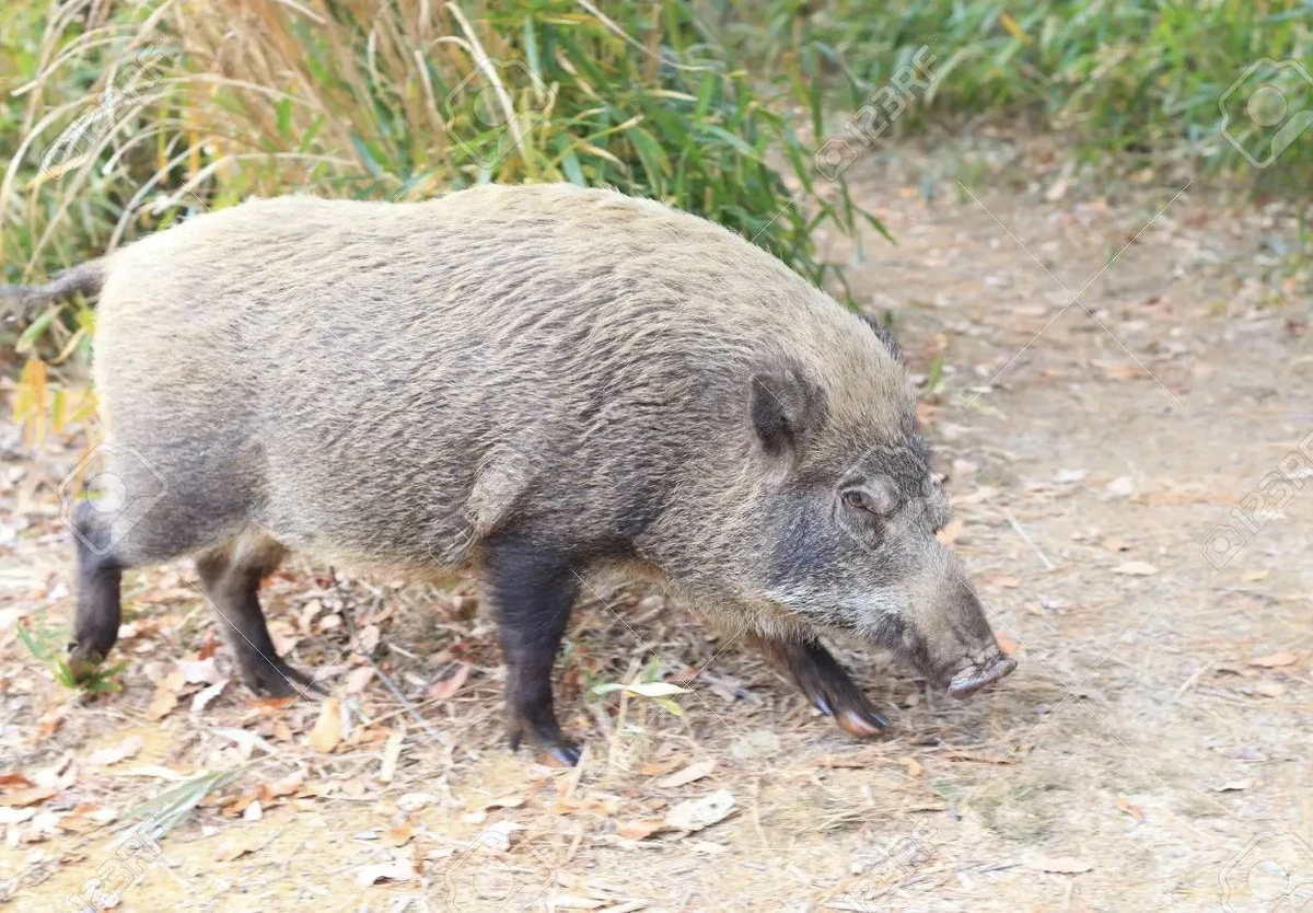 Japanese Boar | FictionRulezForever Wiki | Fandom