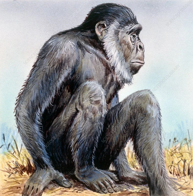 Sivapithecus | FictionRulezForever Wiki | Fandom