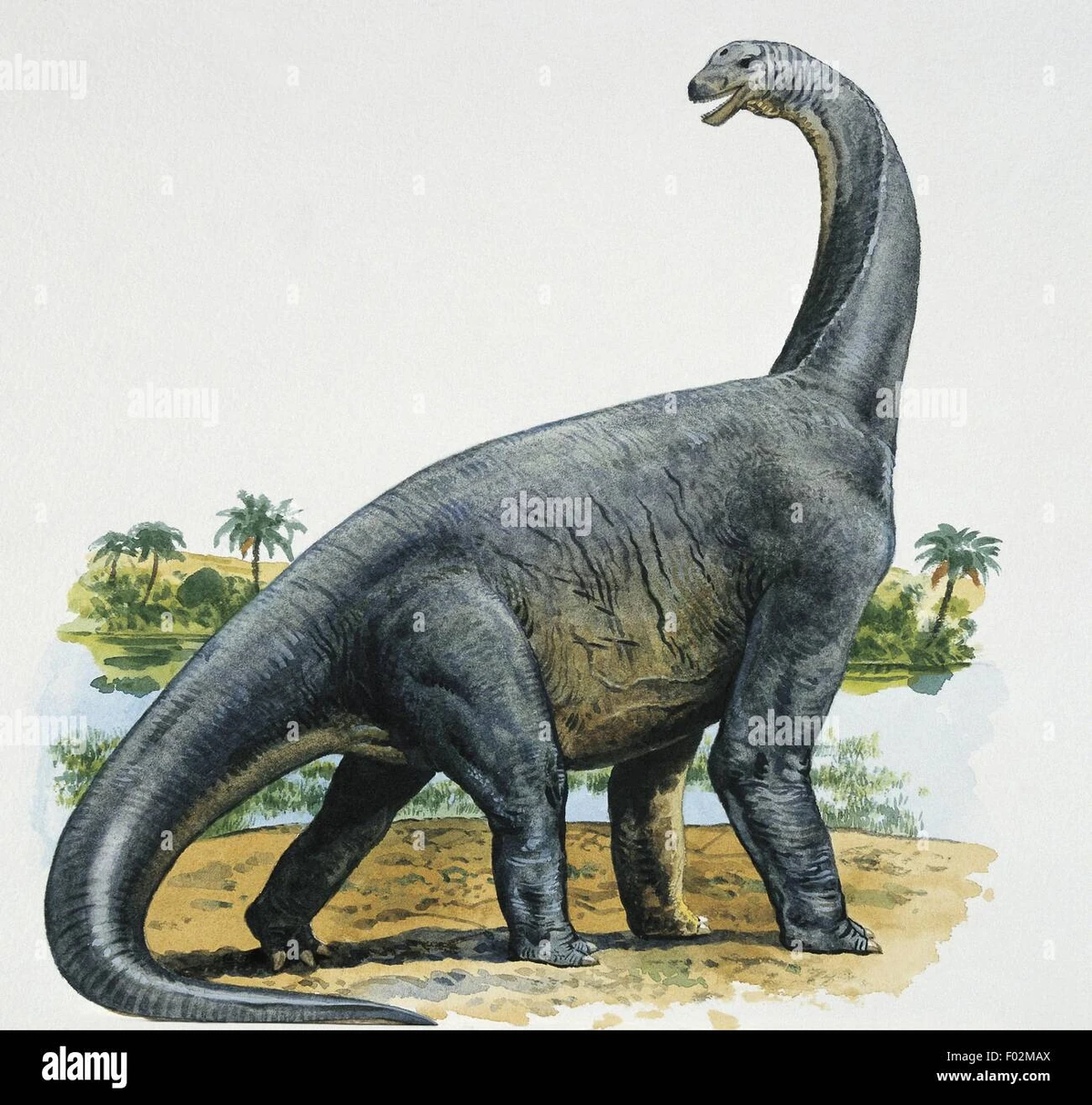 Cetiosaurus | FictionRulezForever Wiki | Fandom