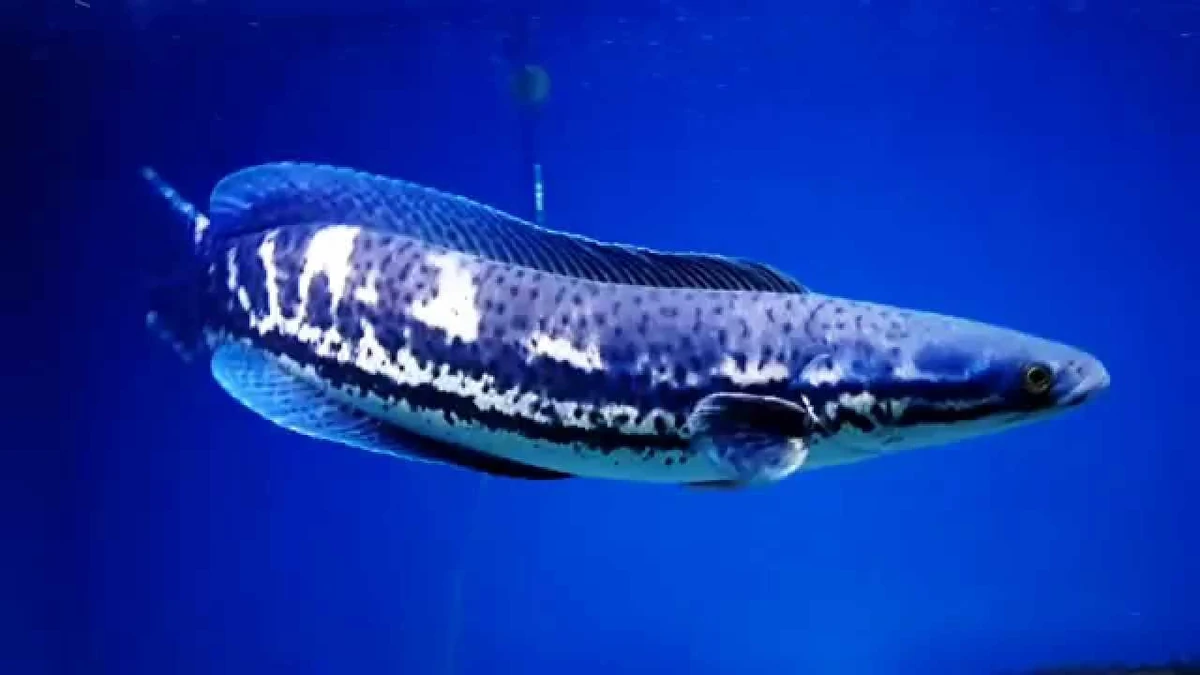 Malabar Snakehead | FictionRulezForever Wiki | Fandom